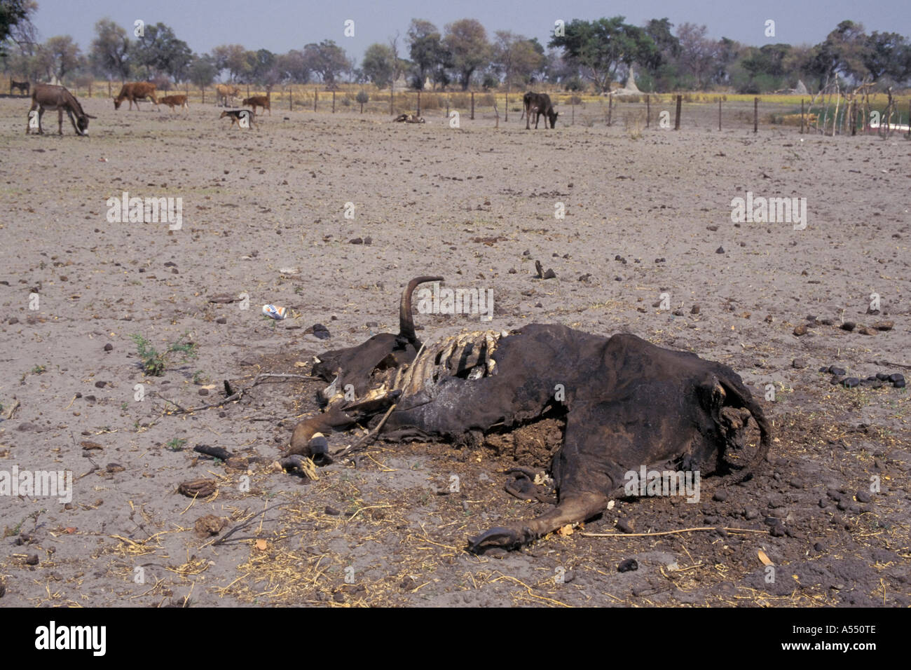 Drought Dead Cattle Africa High Resolution Stock Photography and Images ...