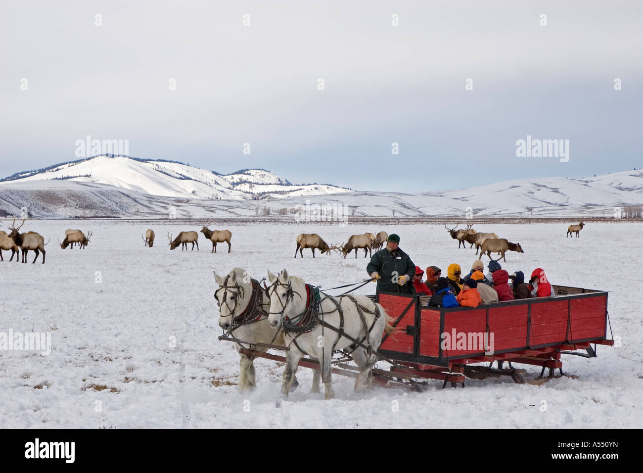 Elk refuge sleigh ride hi-res stock photography and images - Alamy