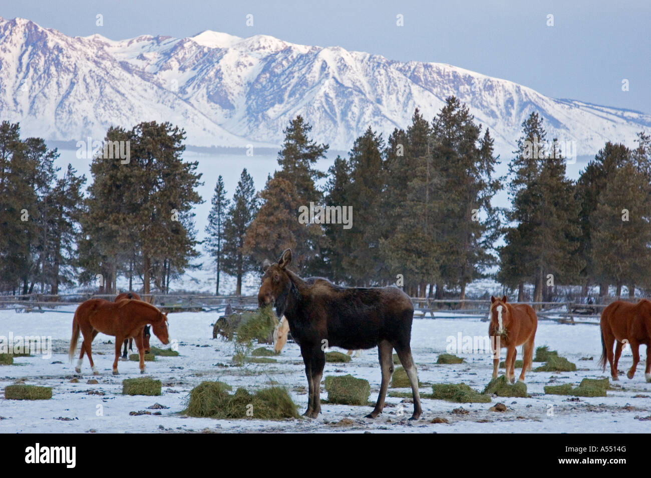 Triangle X Ranch in Grand Teton National Park Stock Photo - Alamy