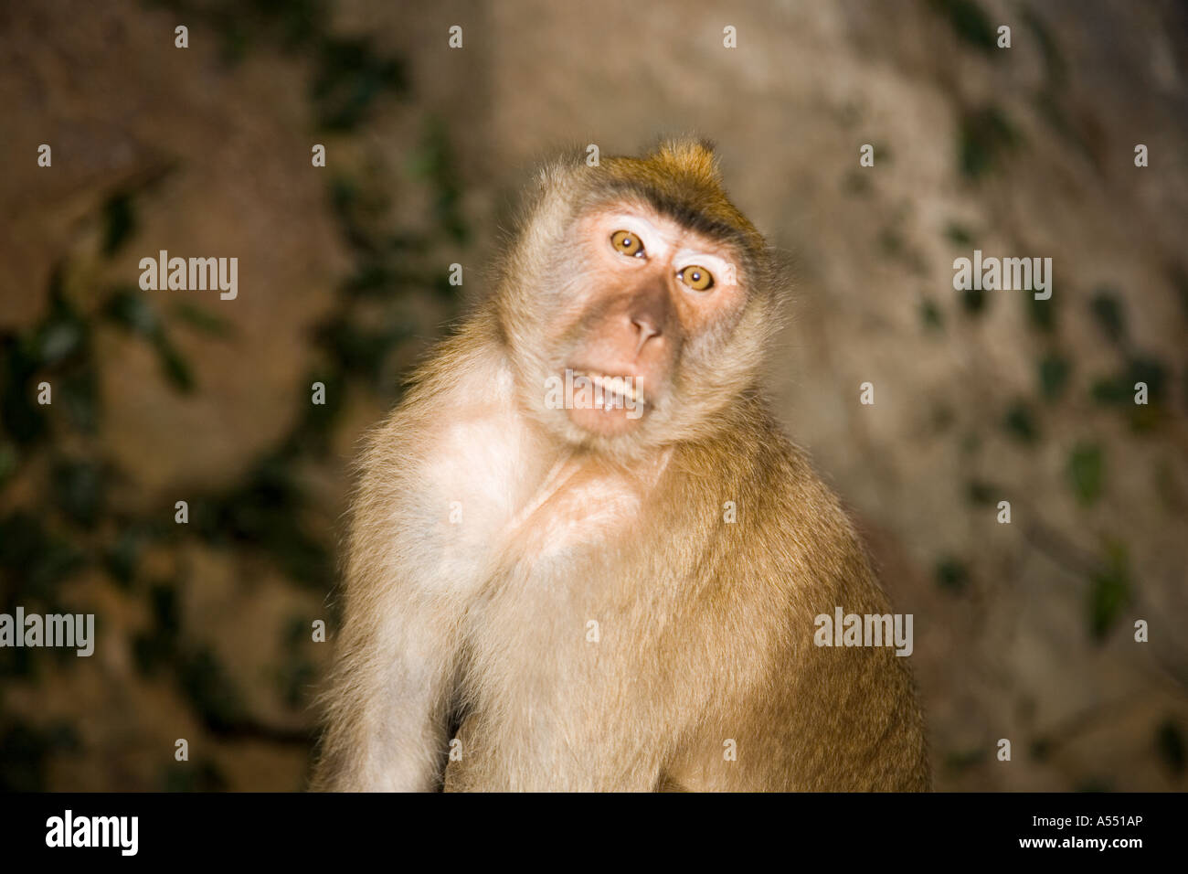 Claw monkey hi-res stock photography and images - Alamy