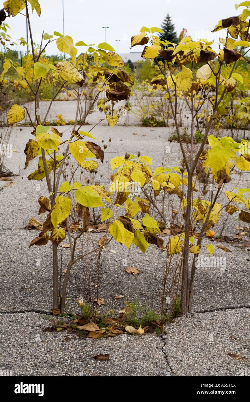 Overgrown Parking Lot of Closed Auto Factory Stock Photo - Alamy