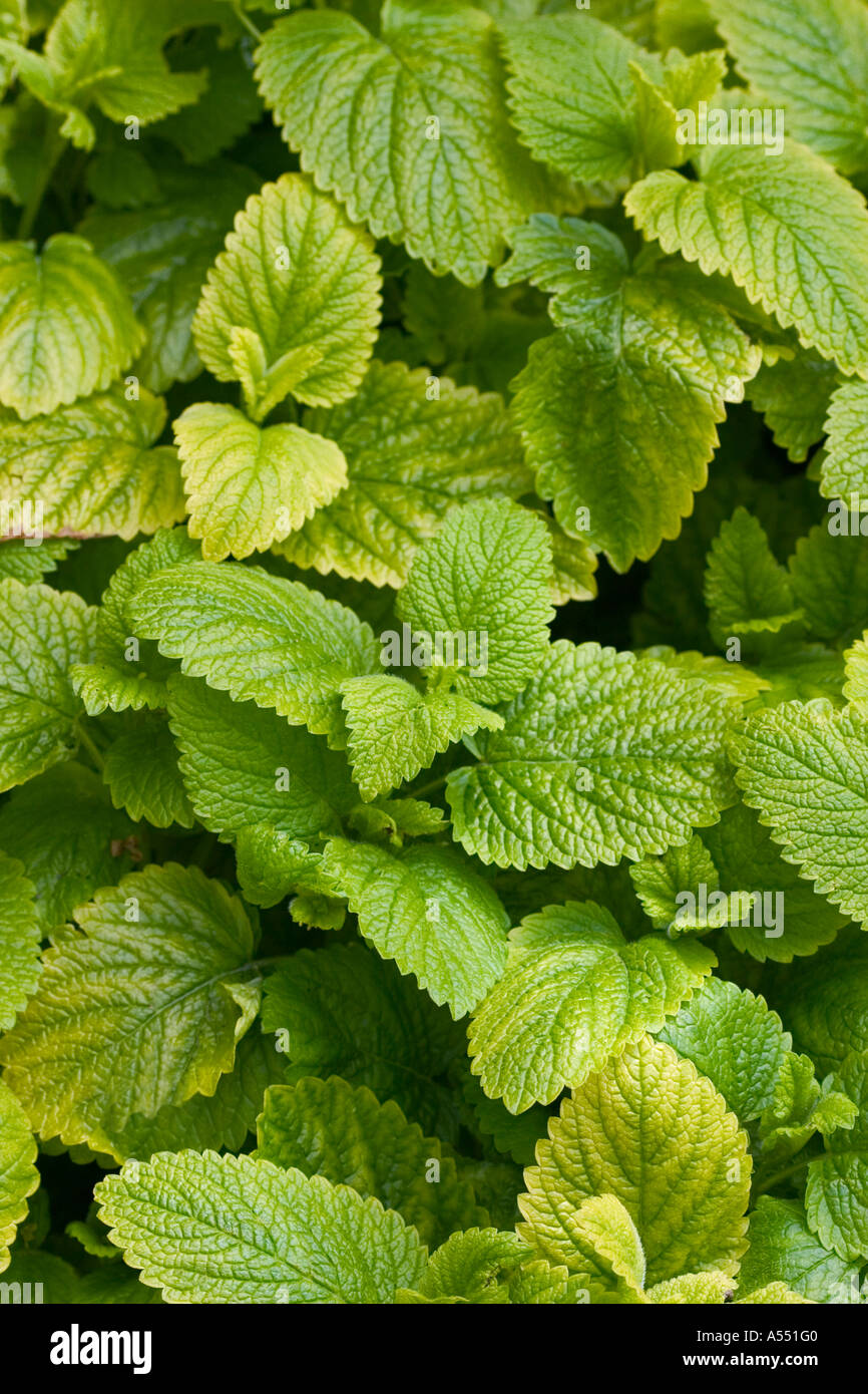 Variegated lemon balm hi-res stock photography and images - Alamy