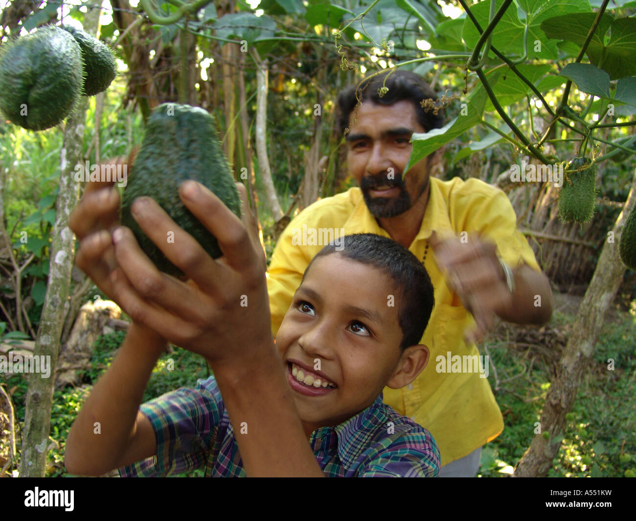 Painet ip2353 nicaragua boy picks chayote vegetable father looks jalapa ...