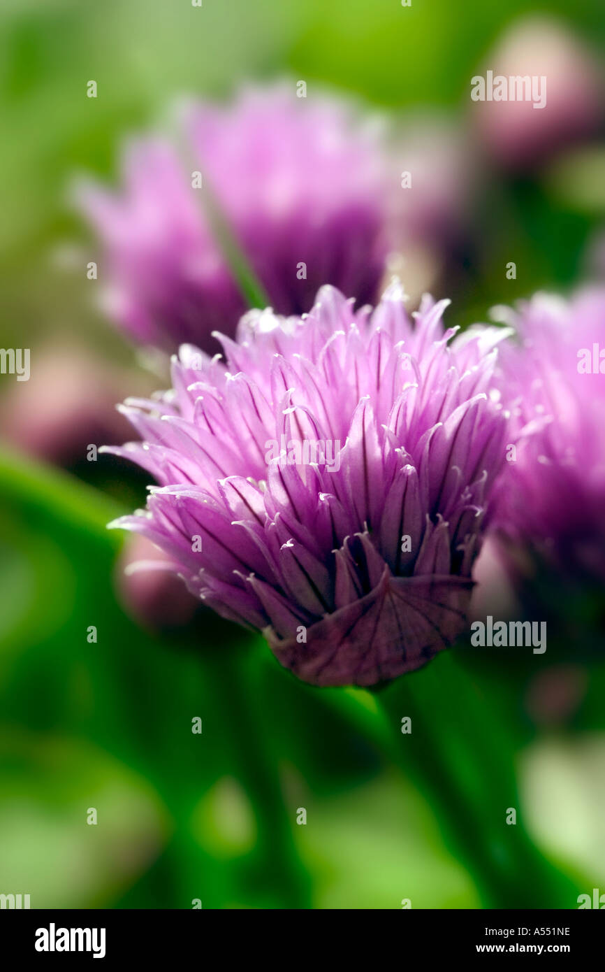 A close up natural shot of chives, flowering Stock Photo - Alamy