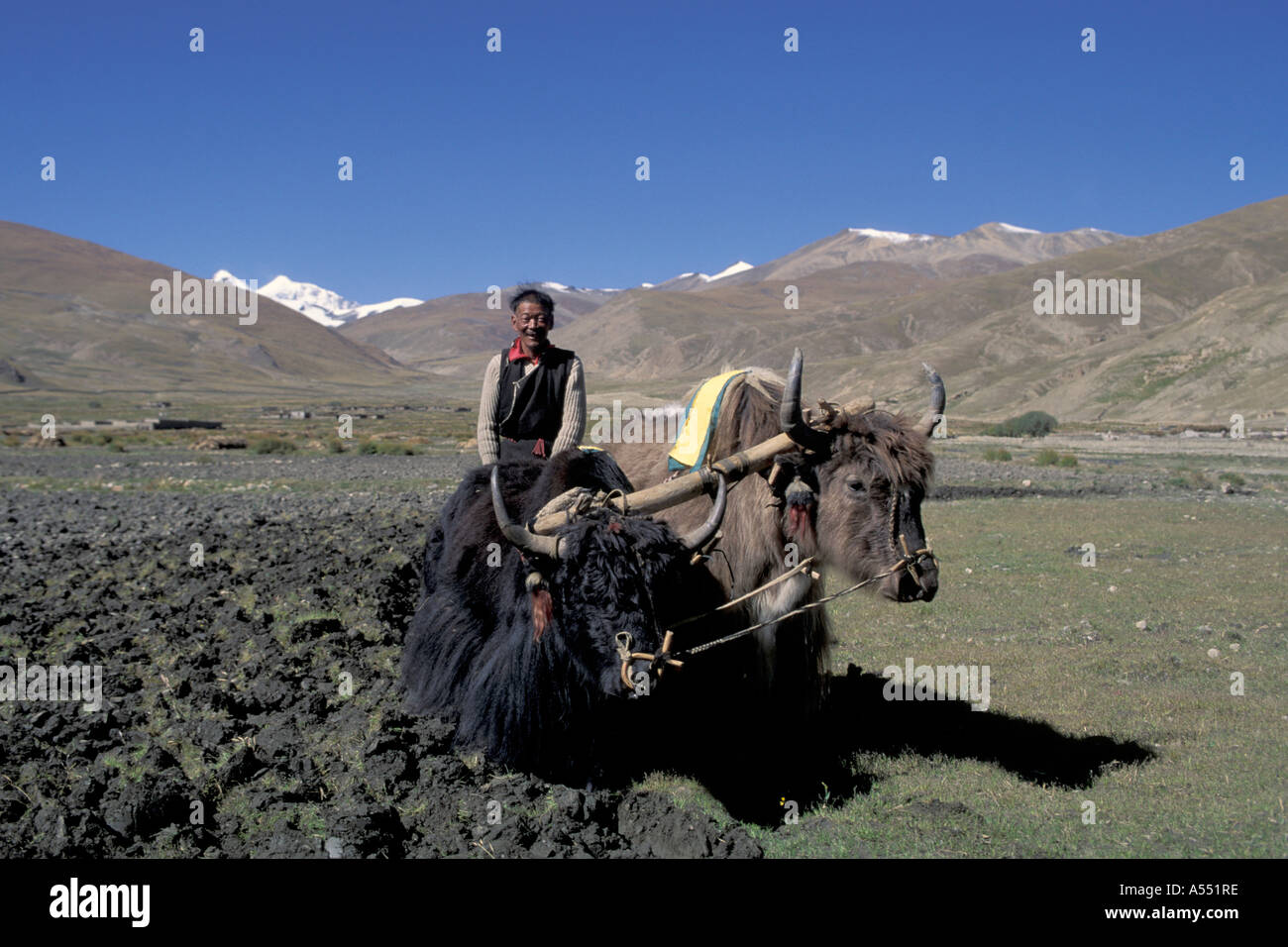 Farmer is ploughing his field with a yak Tibet Stock Photo - Alamy