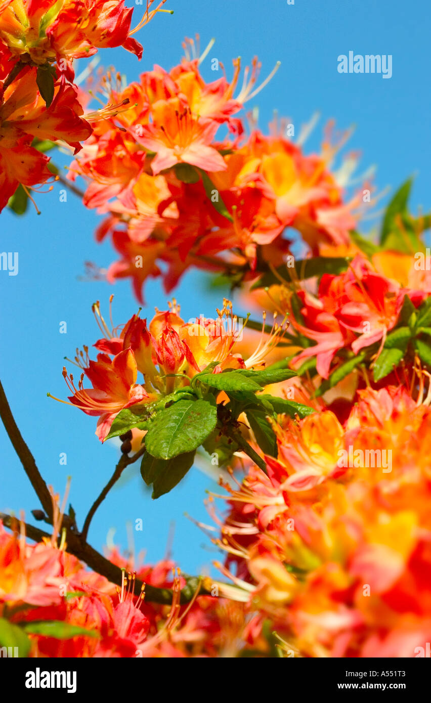 Blue azalea flowers hi-res stock photography and images - Alamy