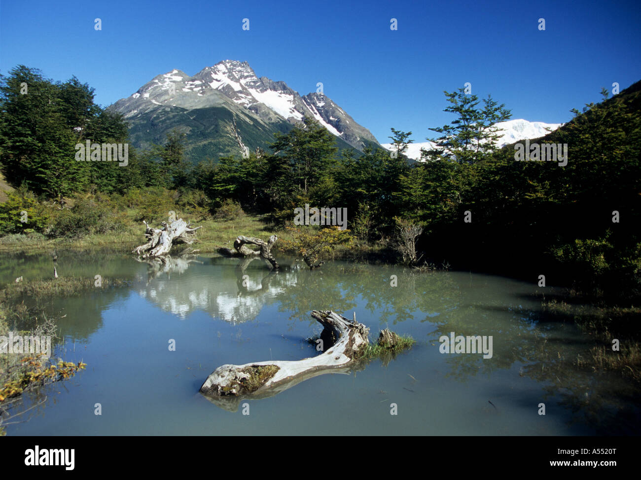 Nothofagus forest magallanes chile hi-res stock photography and images ...