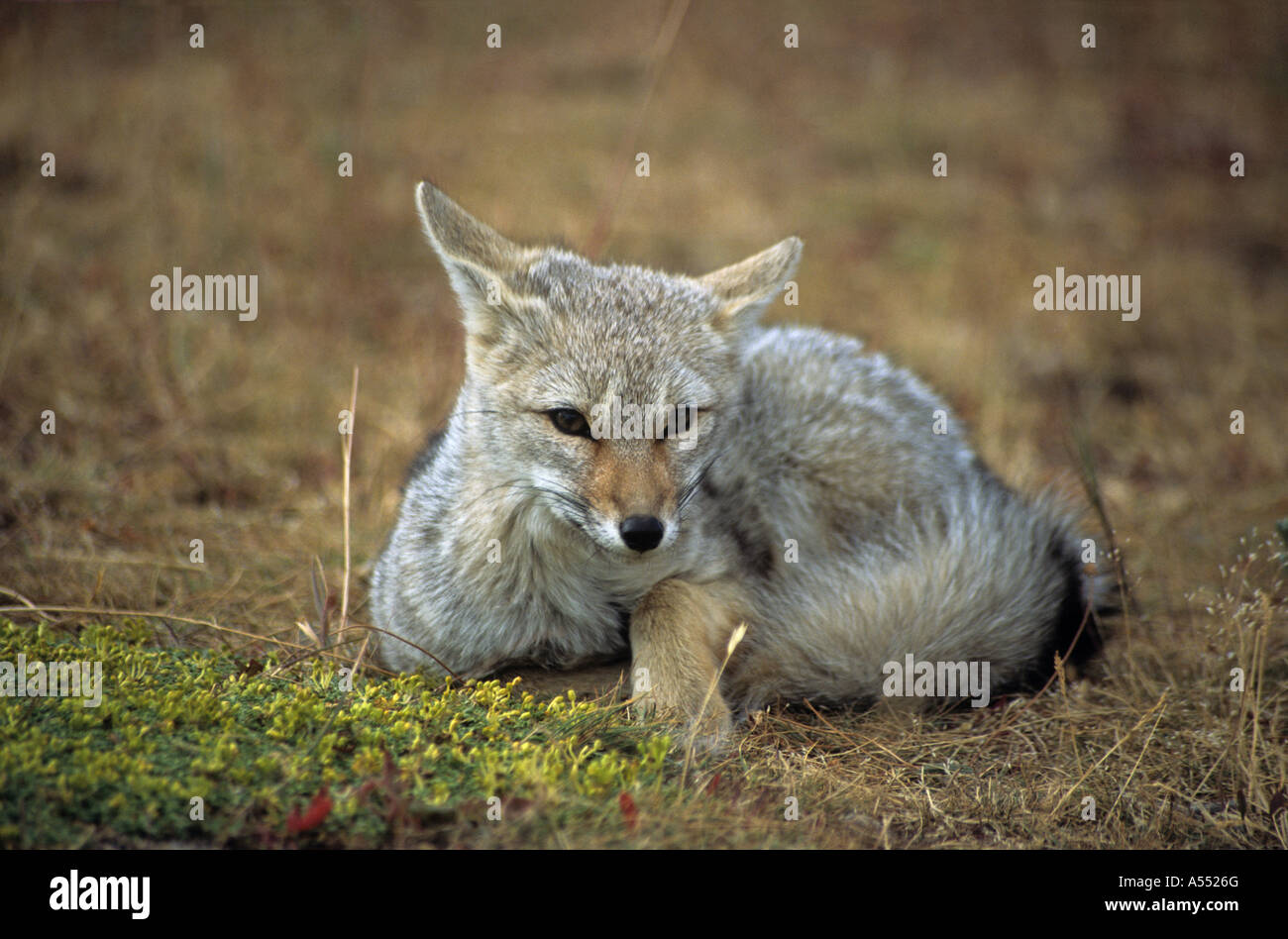 Fox lying down hi-res stock photography and images - Alamy