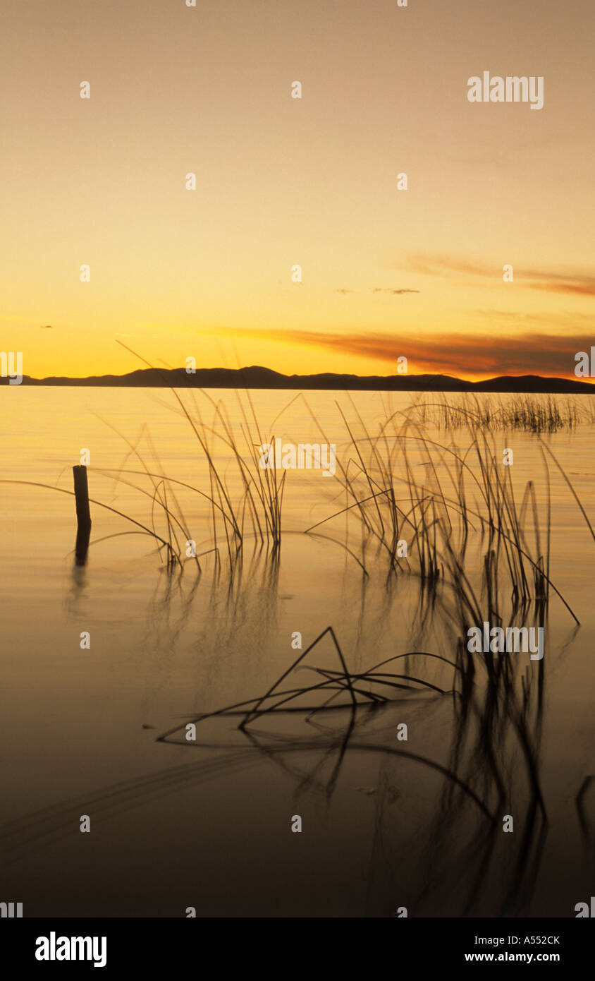 Totora reeds (Schoenoplectus californicus ssp. tatora) blowing in the ...