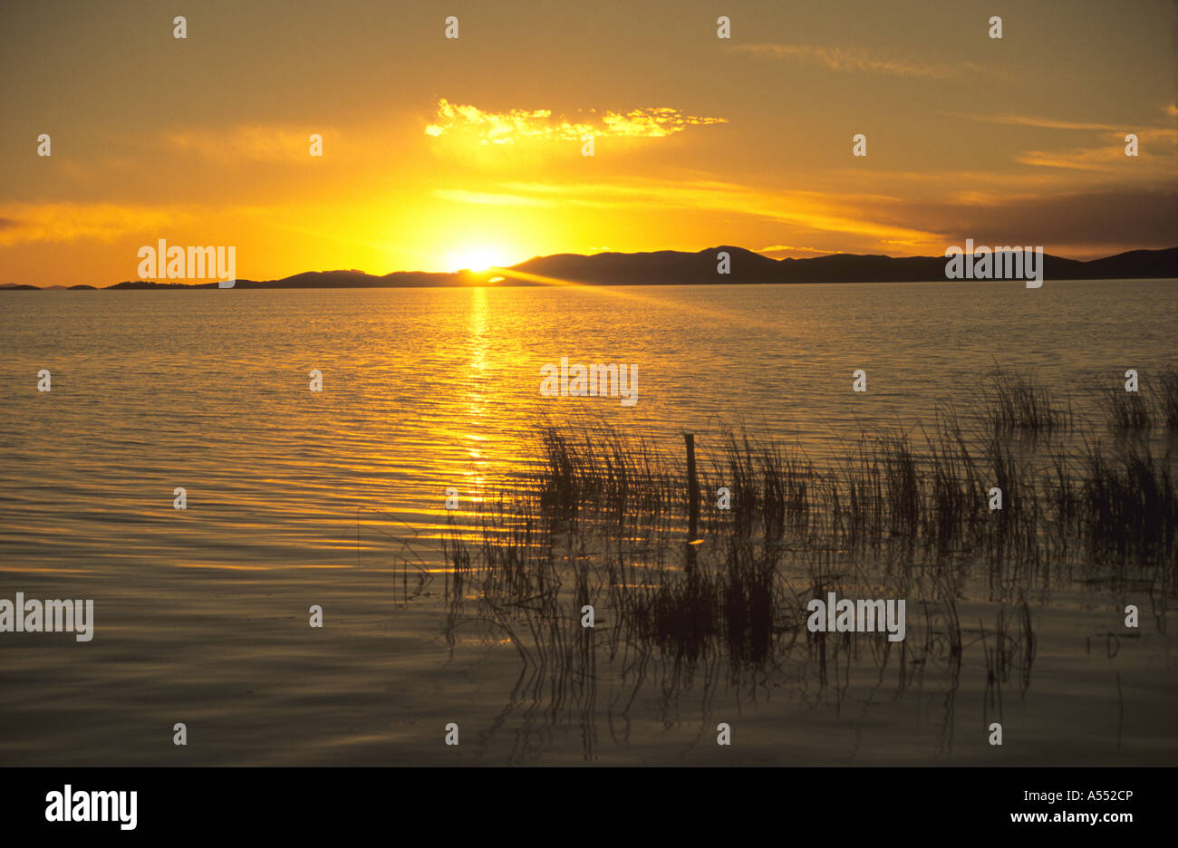 Ssp tatora hi-res stock photography and images - Alamy