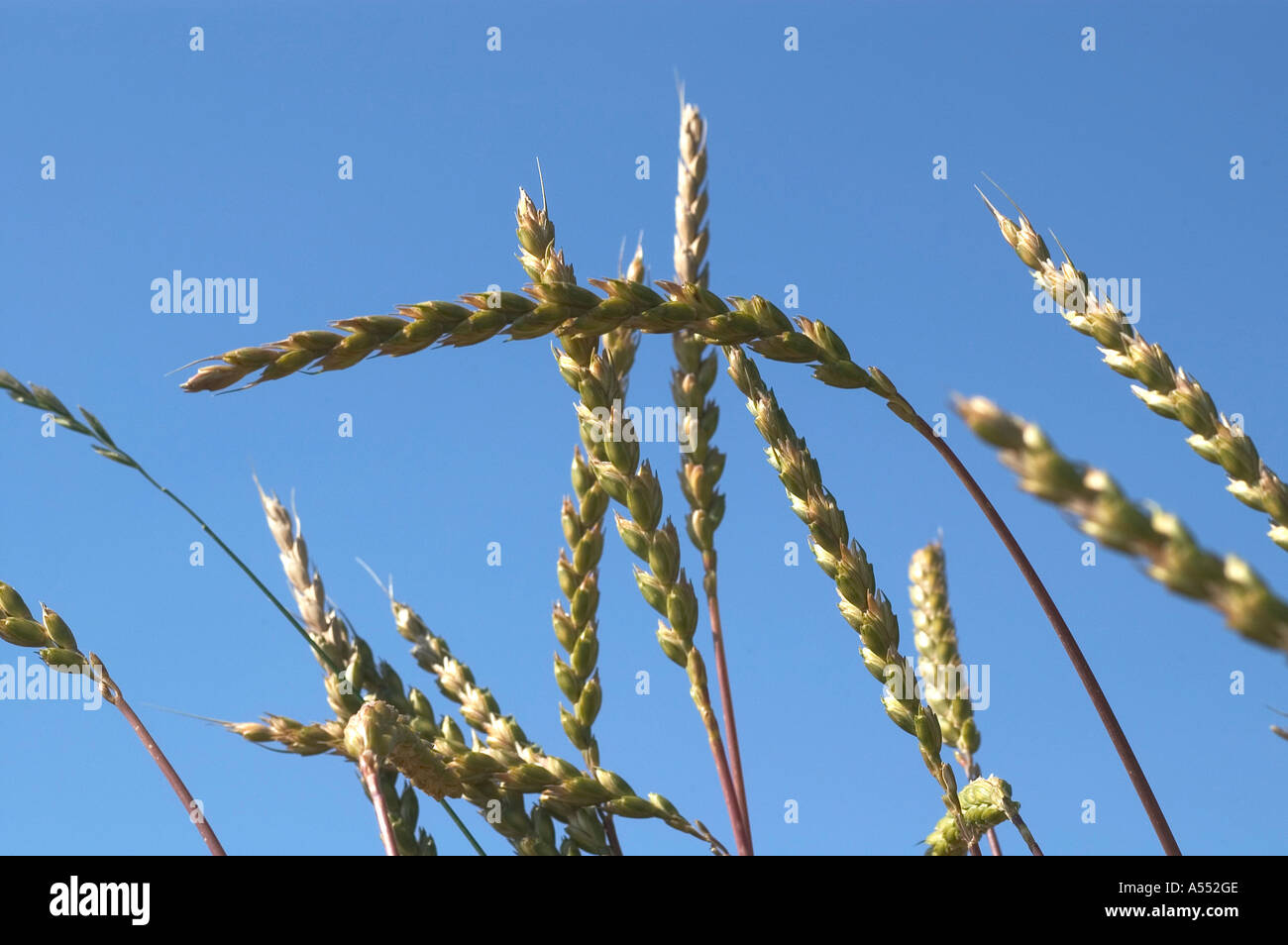 Spelt fields hi-res stock photography and images - Alamy