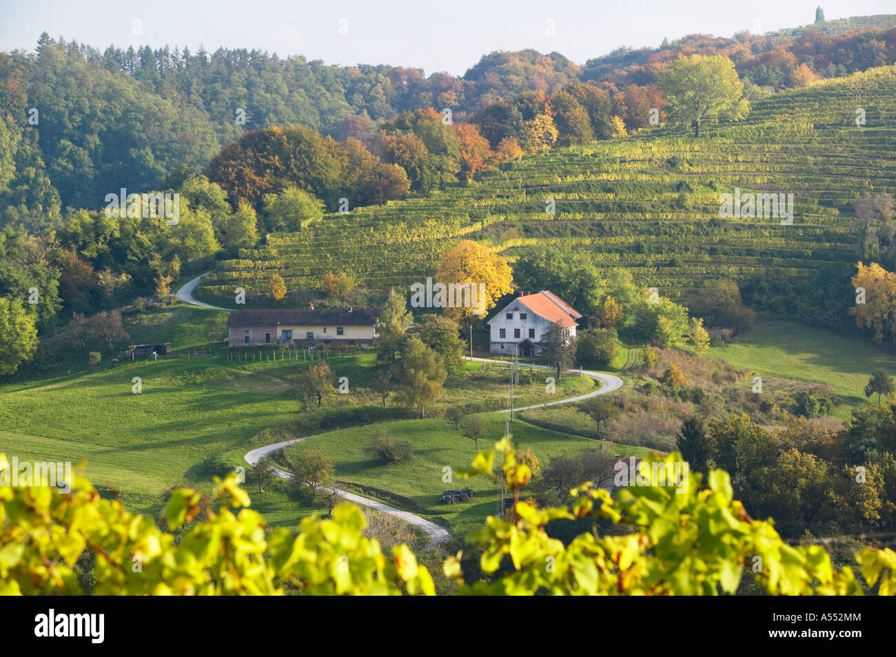 Hillside farm and vineyard at Jeruzalem near Ljutomer, Stajerska ...