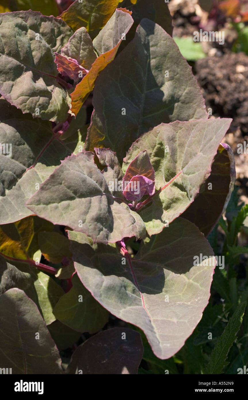 Orache hi-res stock photography and images - Alamy