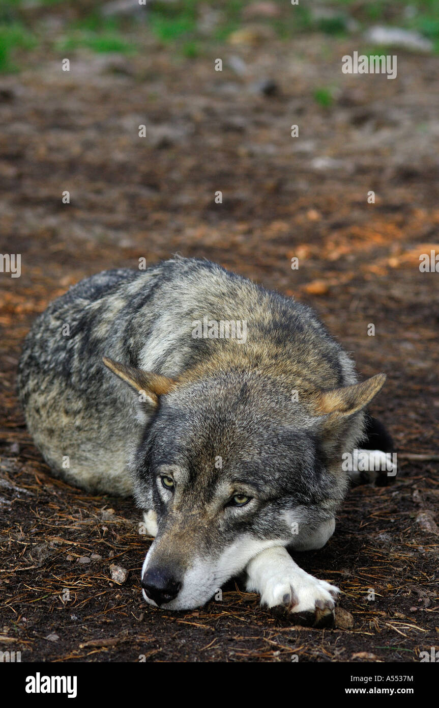 Grey Wolf Canis Lupus Stock Photo - Alamy