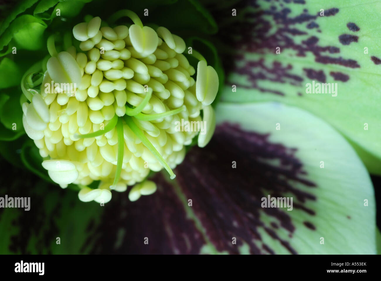 Close up of helleborus Stock Photo - Alamy