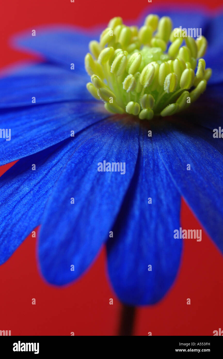 Close up of blue anemone Stock Photo - Alamy