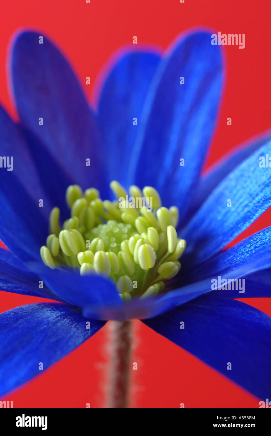 Close up of blue anemone Stock Photo - Alamy