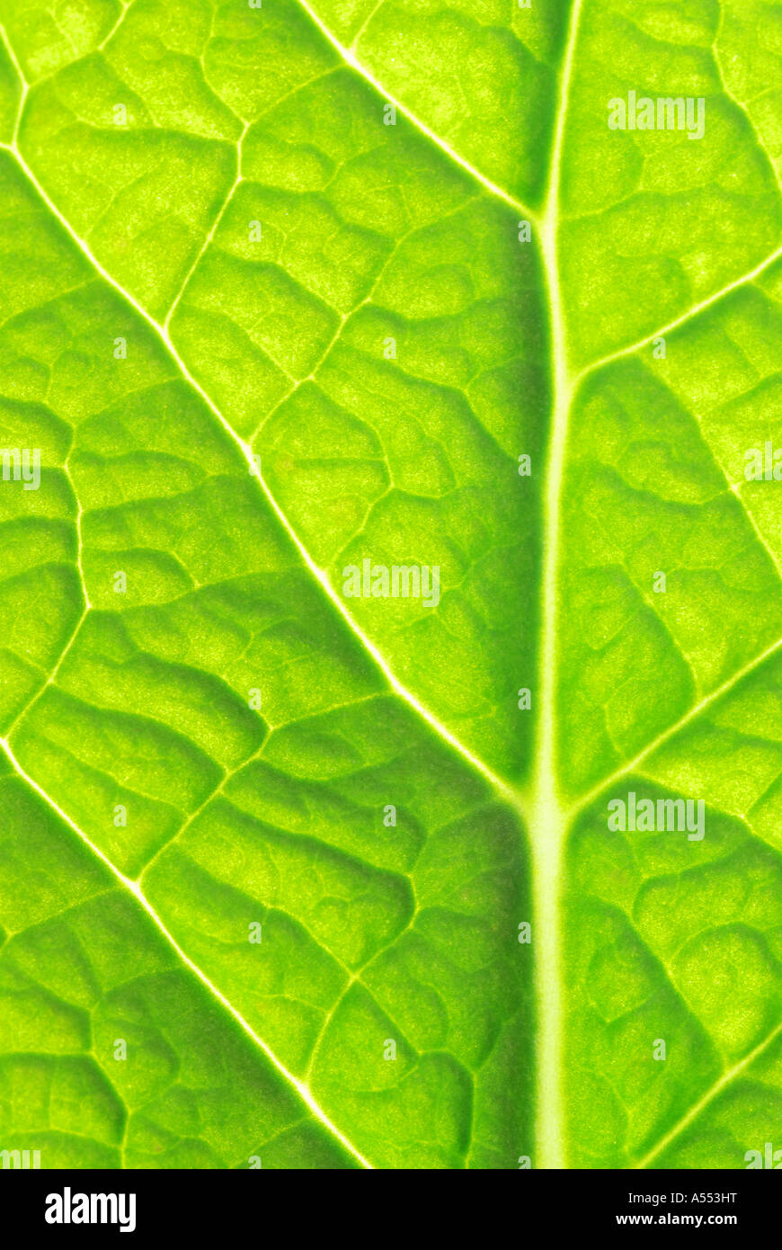 Primrose leaf hi-res stock photography and images - Alamy