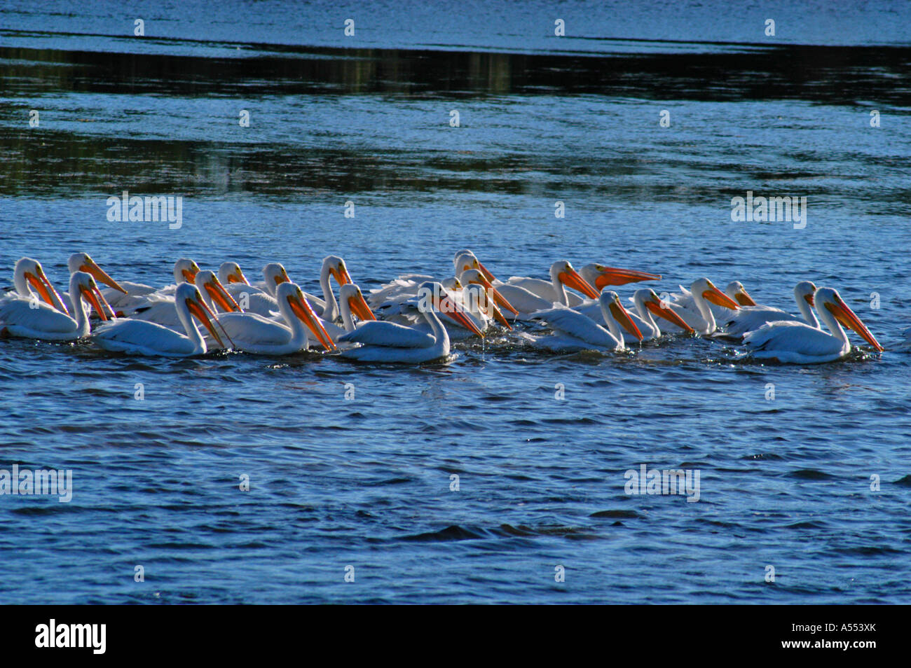 Group of white pelicans hunting together Stock Photo - Alamy