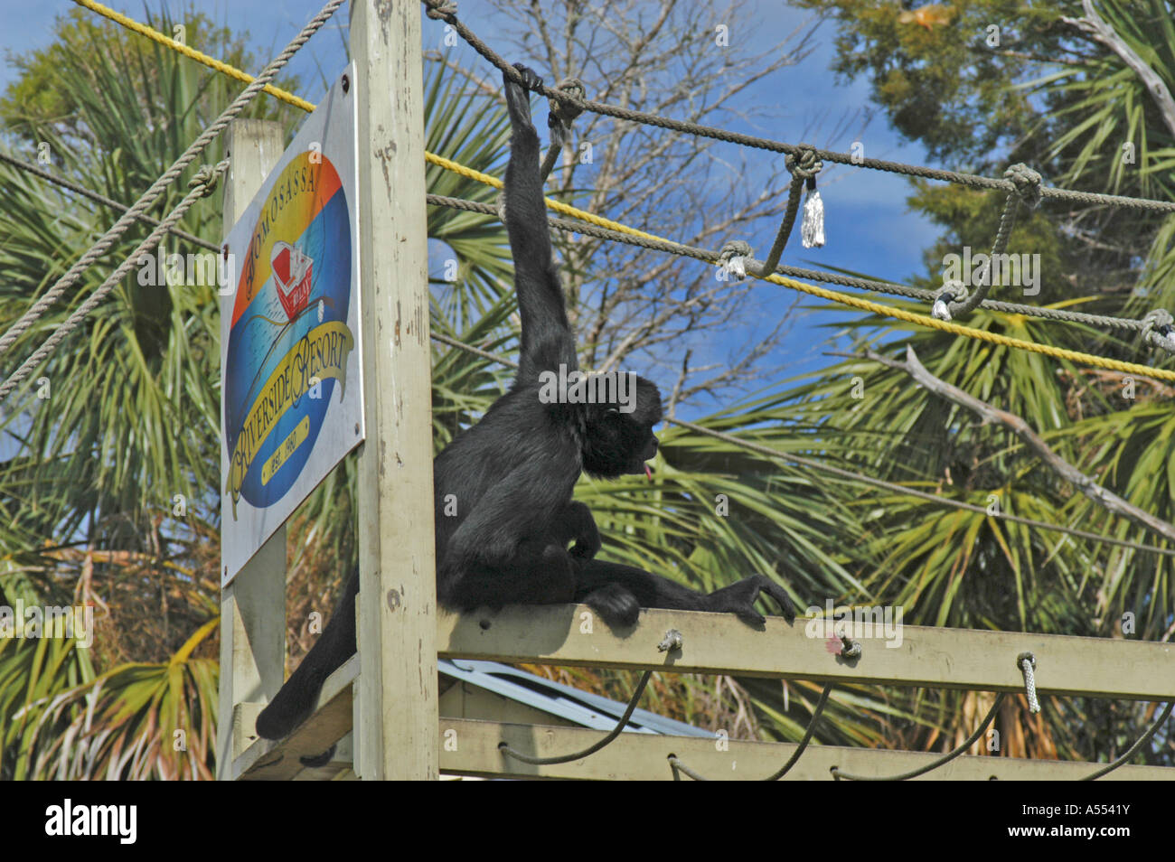 Monkey island homosassa river florida hi-res stock photography and ...