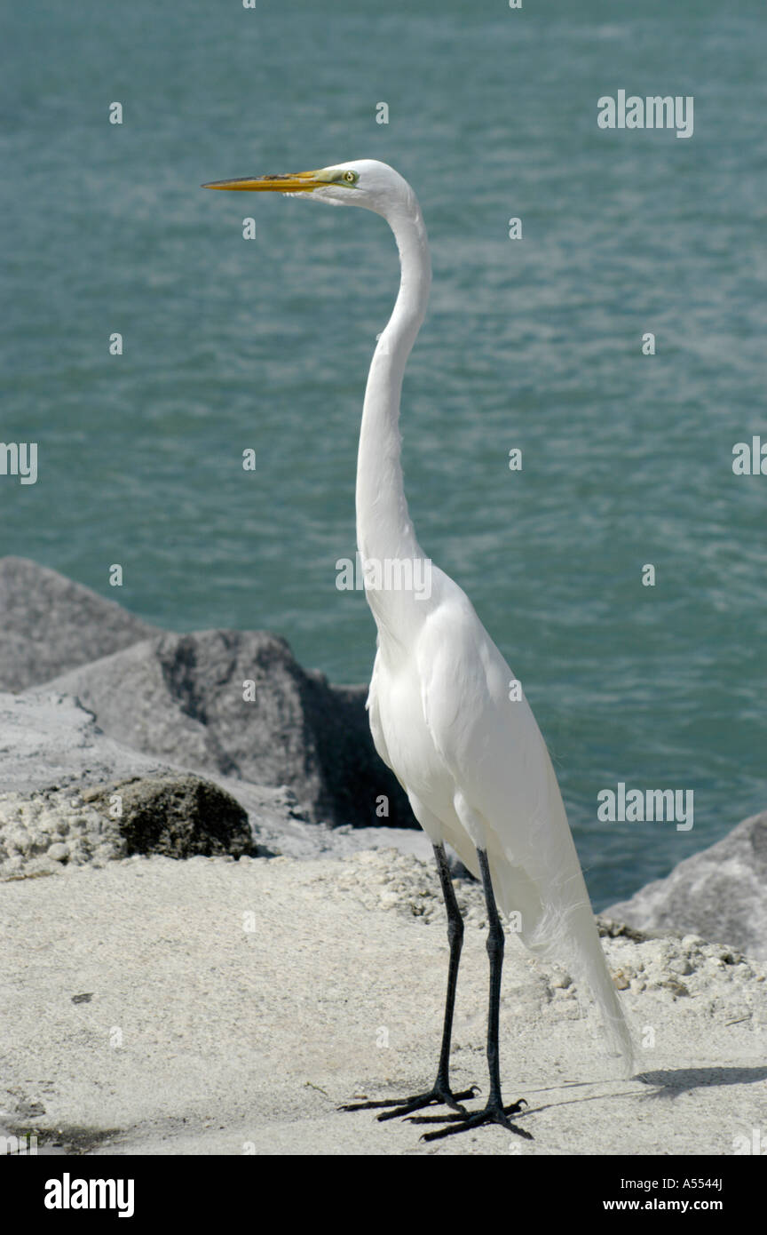 Long neck stretch hi-res stock photography and images - Alamy