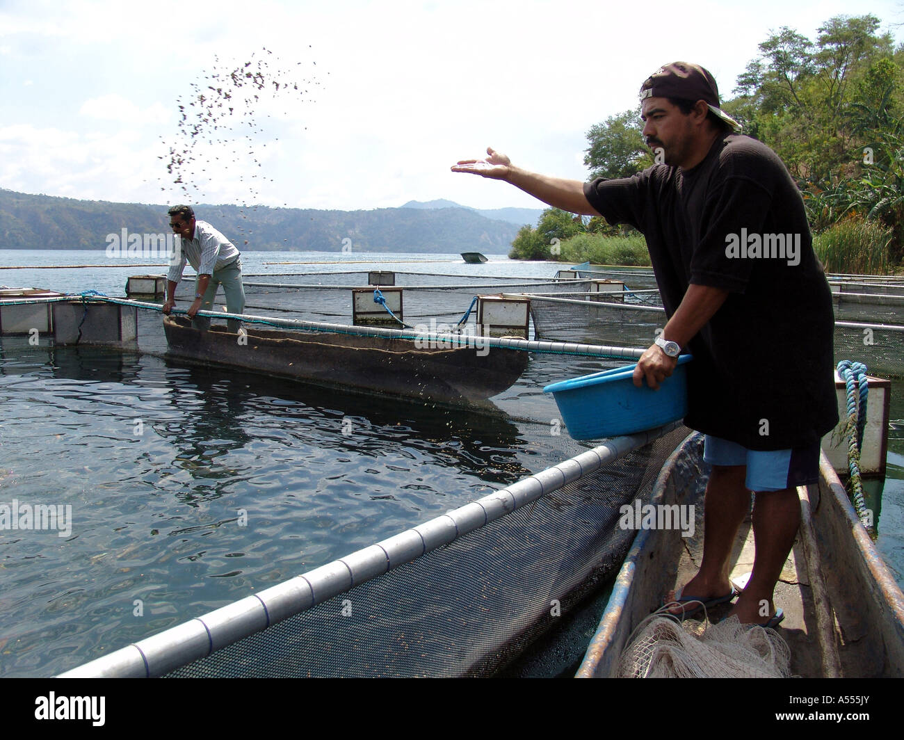 Stint fish hi-res stock photography and images - Alamy