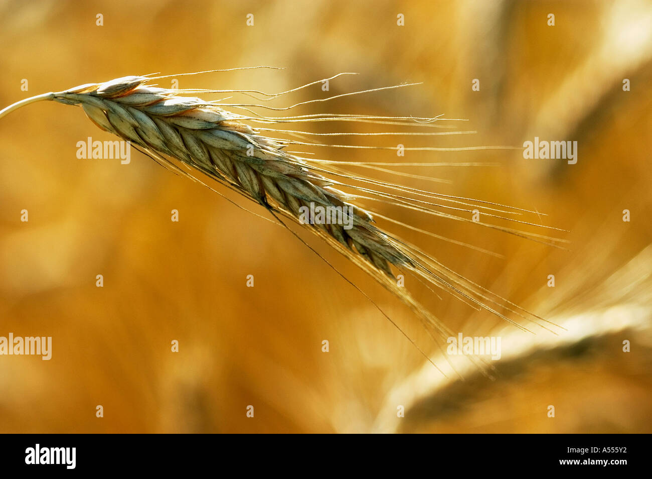 Rye harvest festival hi-res stock photography and images - Alamy