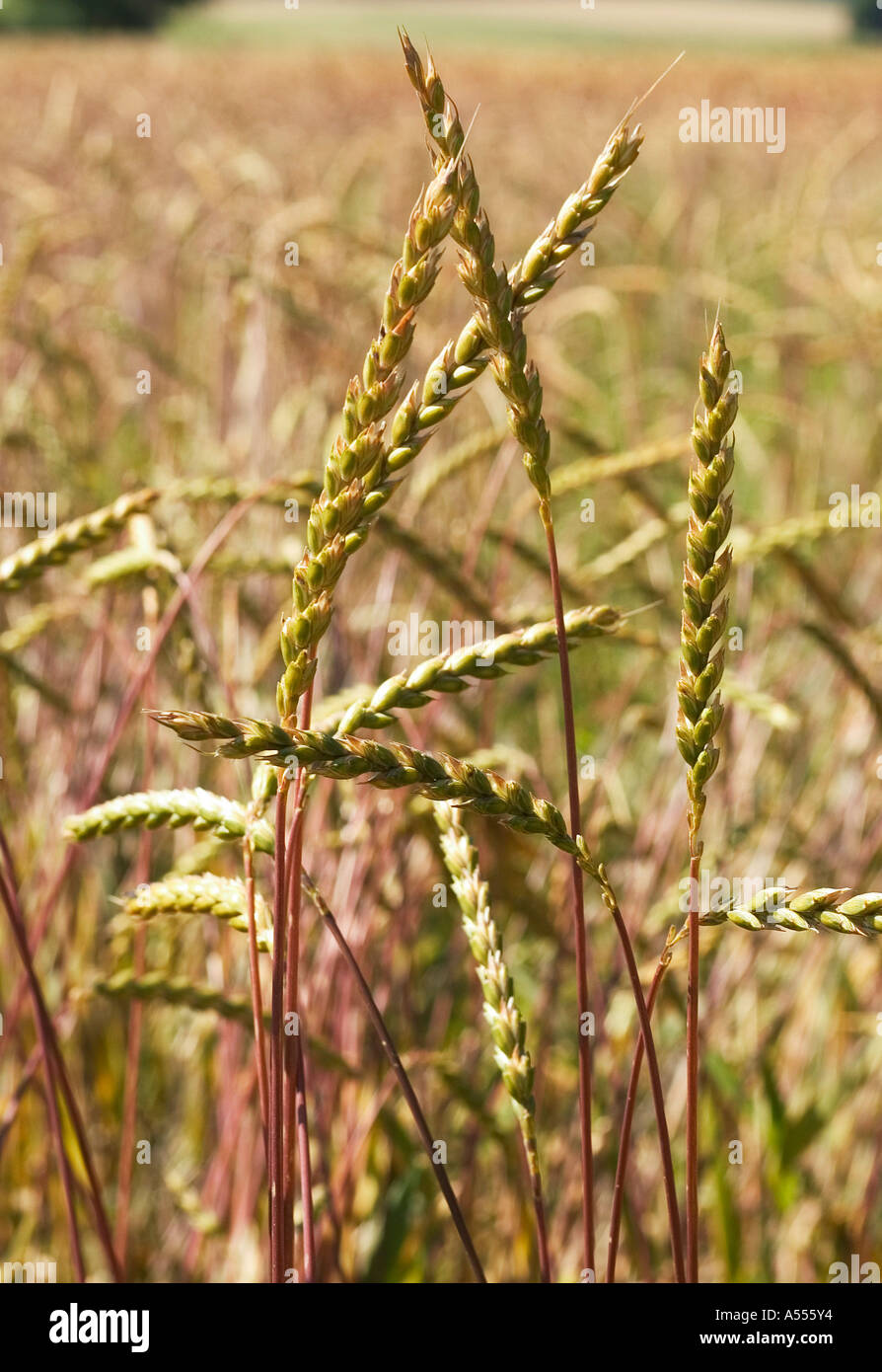 Spelt fields hi-res stock photography and images - Alamy