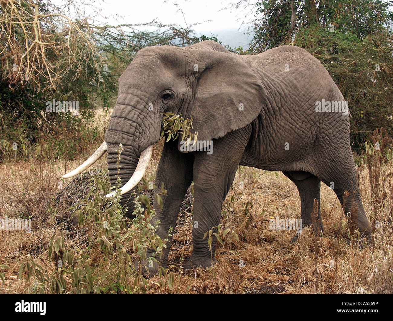 Painet ip2578 tanzania elephant ngorongoro national park 2003 country ...