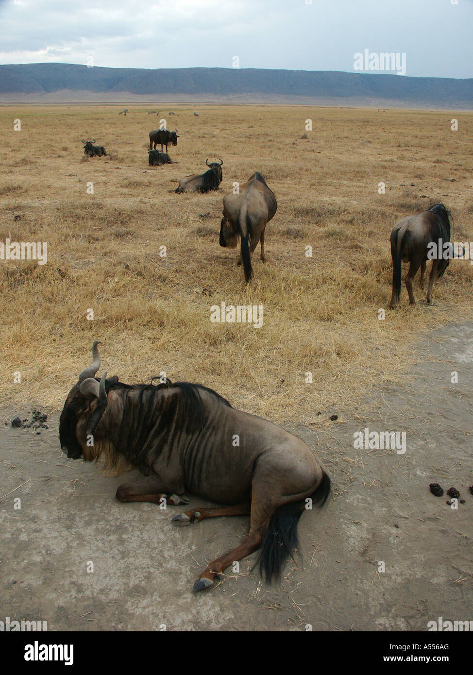 Nation ngorongoro hi-res stock photography and images - Alamy
