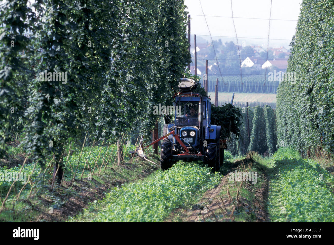 Hop harvest with tractor Hallertau Bavaria Germany Stock Photo - Alamy