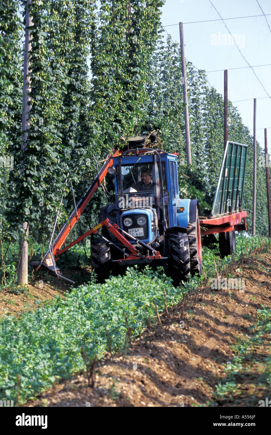 Hop harvest with tractor Hallertau Bavaria Germany Stock Photo - Alamy