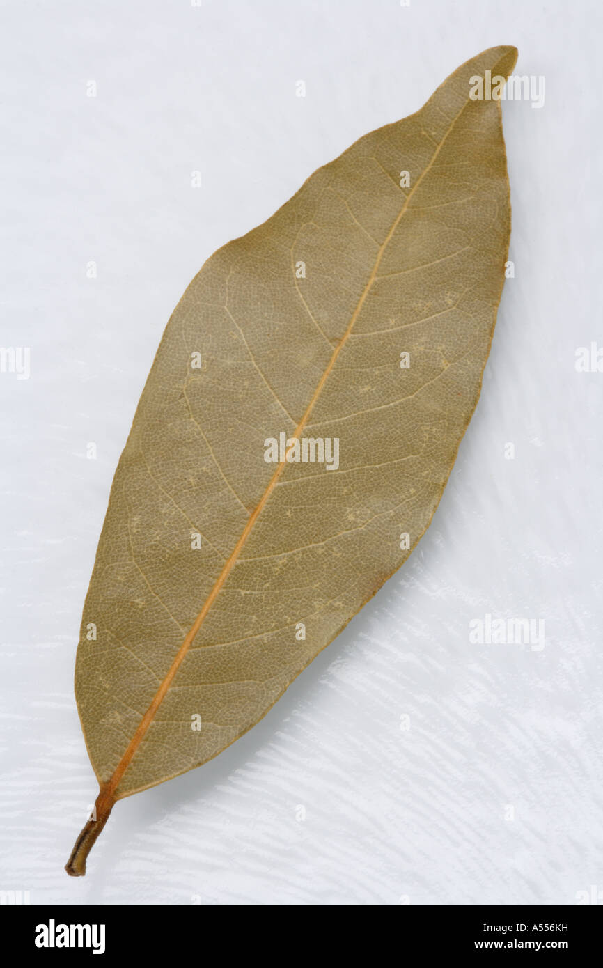 Leaf hi-res stock photography and images - Alamy