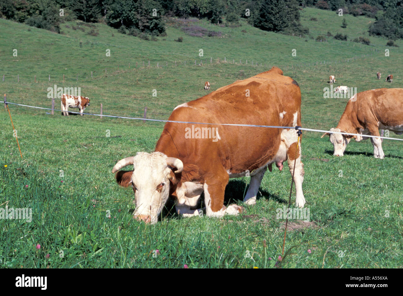 Kneeling cow hi-res stock photography and images - Alamy