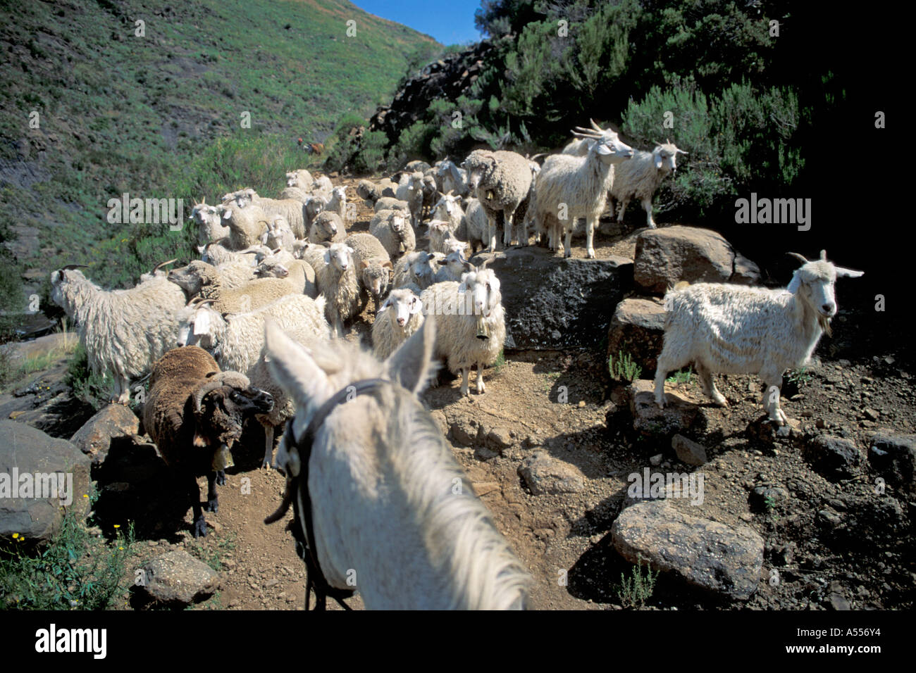 Sheep on a hiking trail Lesotho Stock Photo - Alamy