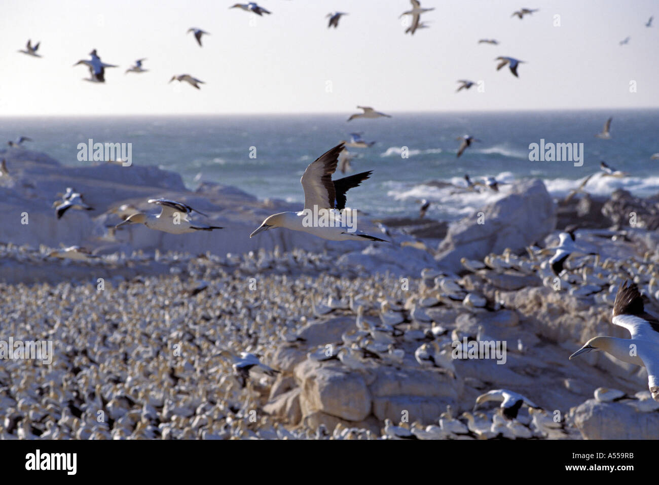Cape gannets gannet Lamberts Bay South Africa Morus Capensis Stock ...
