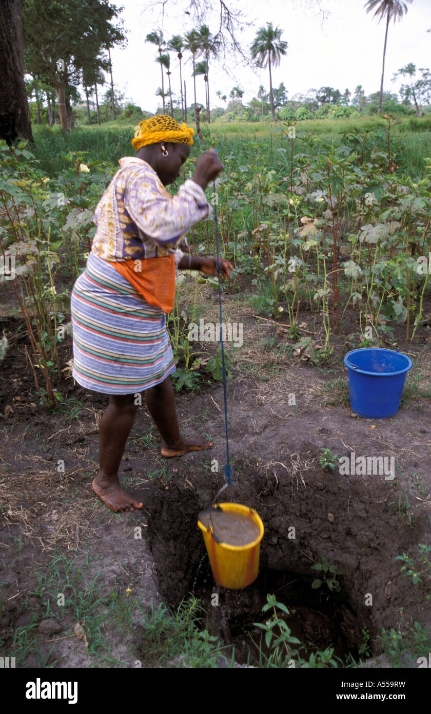 Painet ik0139 gambia bana baji woman kabekel village watering okra ...