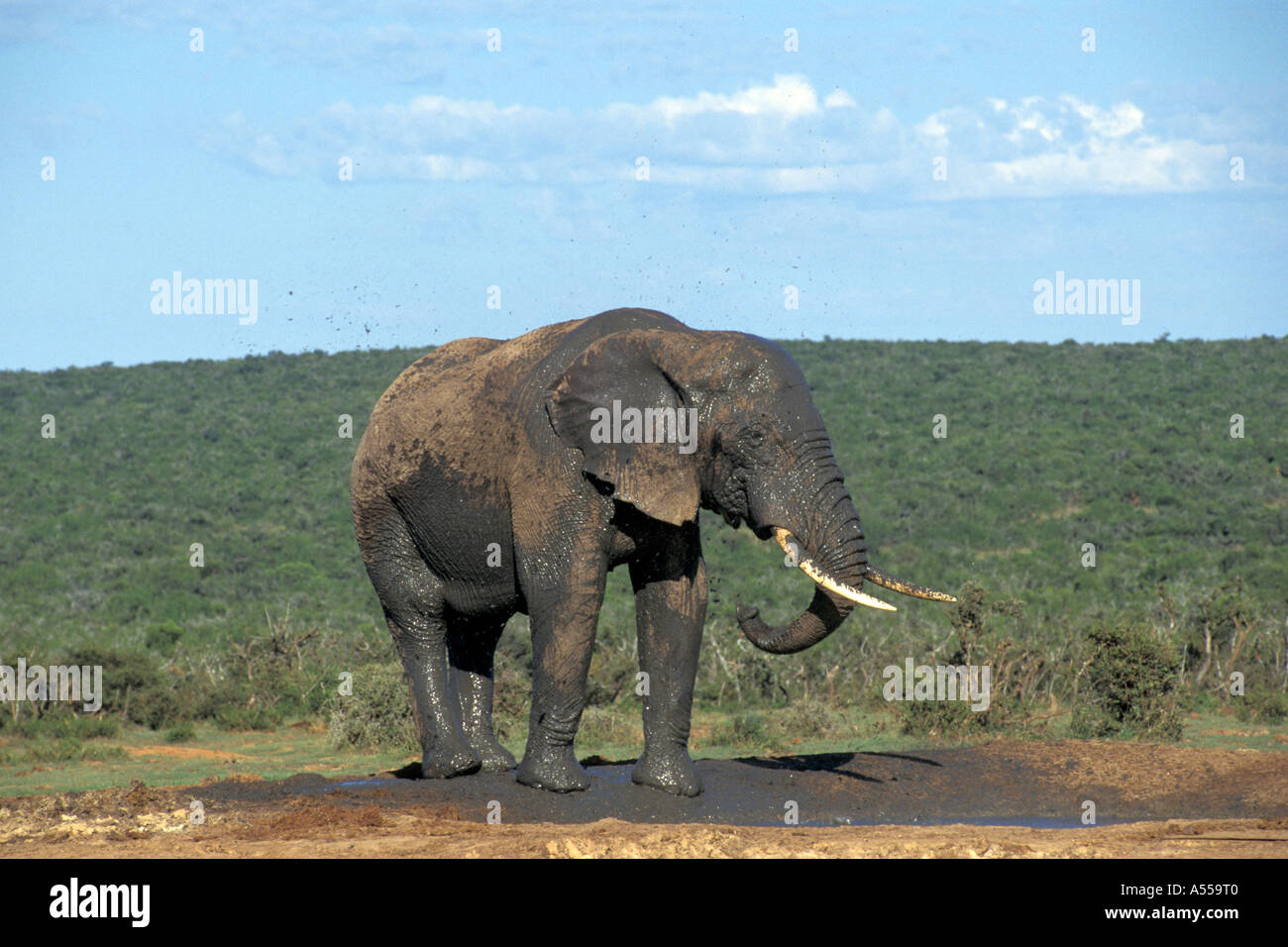 Elephant bull in mud Addo Elefant Park South Africa Stock Photo - Alamy