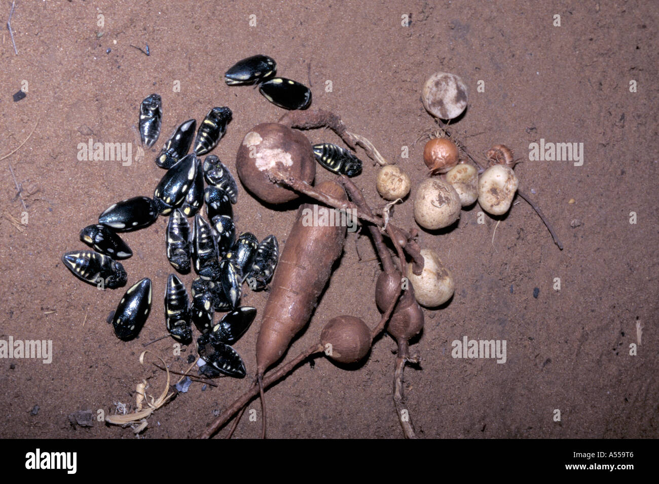 Food nutrition of bushmen bushmanland Namibia Stock Photo: 6401093 - Alamy