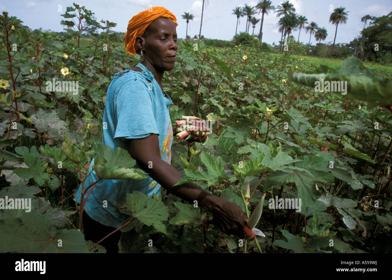 Painet ik0141 gambia aminata mende woman kabekel village harvesting ...