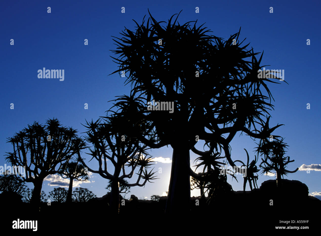 Quiver tree Namibia Aloe dichotoma Stock Photo - Alamy