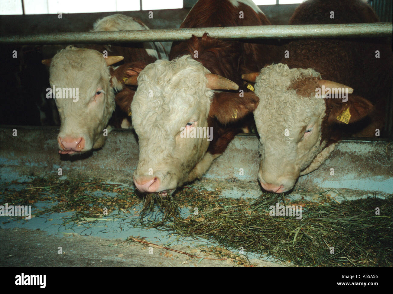 Portrait of a Cow cows with marks in the ear Stock Photo - Alamy