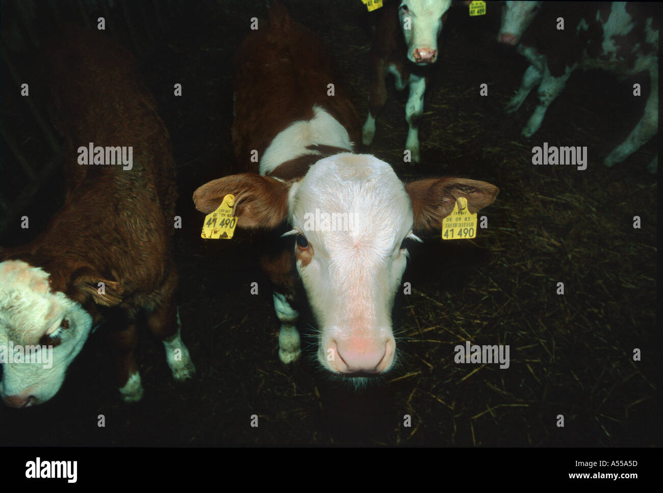 Portrait of a Cow cows with marks in the ear Stock Photo - Alamy