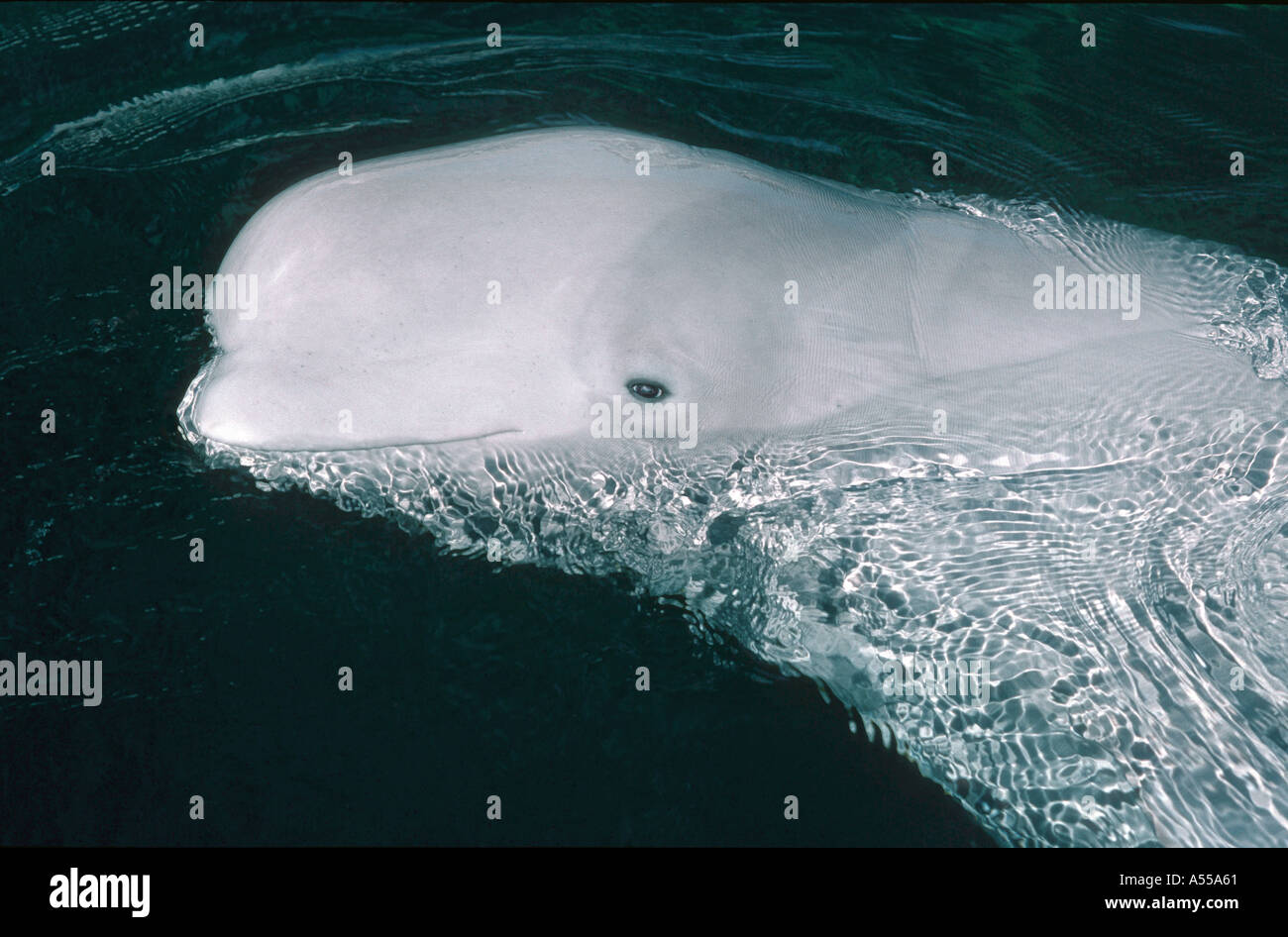 white BELUGA whale on water surface head eye mouth laugh laughing funny ...
