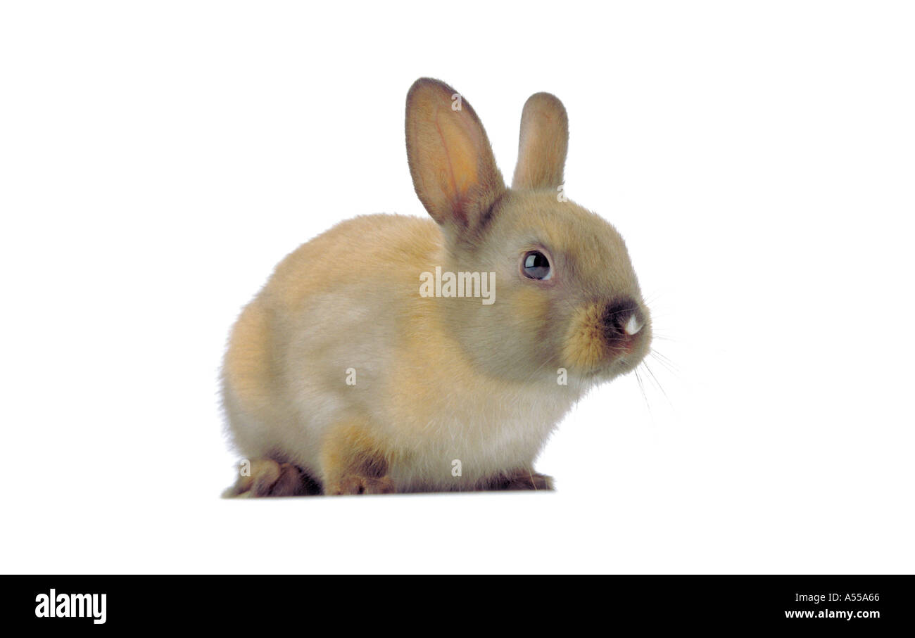 Zoo foto Cut Out Stock Images & Pictures - Alamy