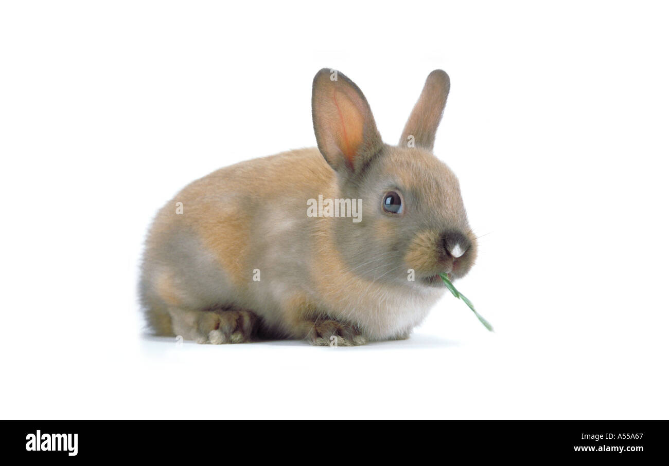 rabbit hare bunny hare cut out plain background Stock Photo - Alamy