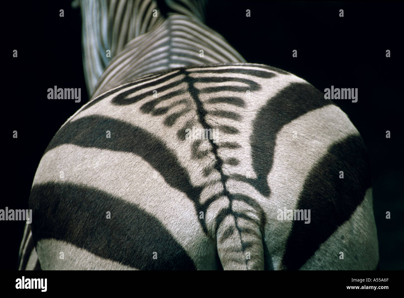 zebra back side backside fur skin drawing sign black and white signal ...