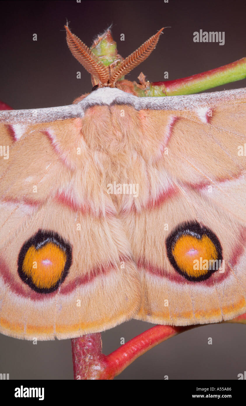 Australian male Emperor Gum Moth Stock Photo - Alamy