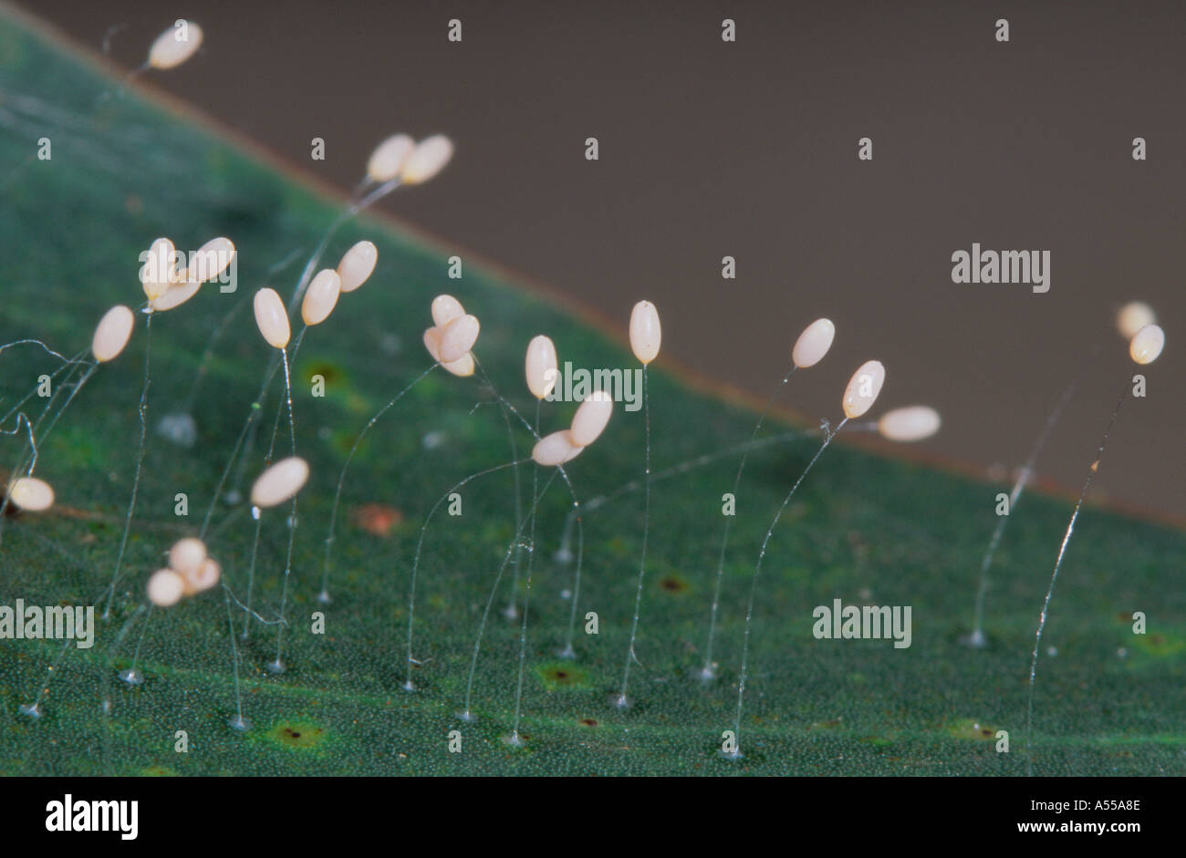 Green lacewing life cycle hi-res stock photography and images - Alamy