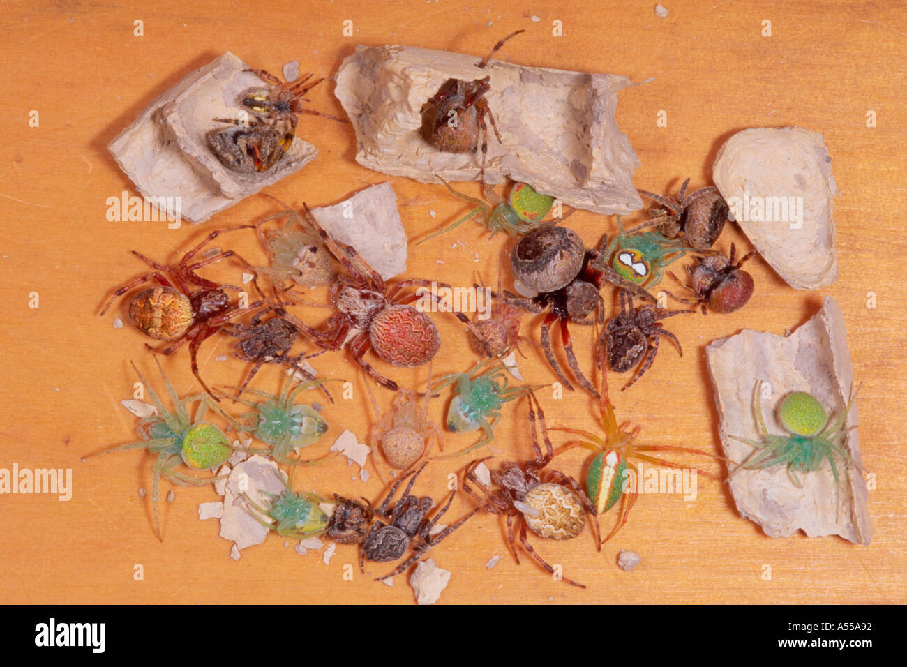 Paralysed spiders inside a mud-dauber wasp nest Stock Photo - Alamy